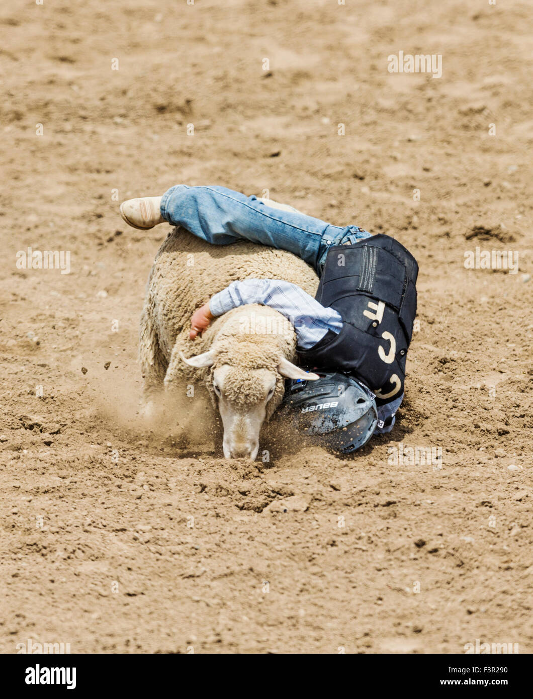 Mutton Busting Cowgirl Riding Sheep High Resolution Stock Photography ...