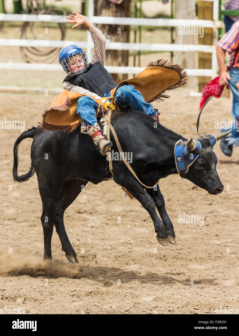 Young cowboy falling from a small steer in the Junior Steer Riding ...