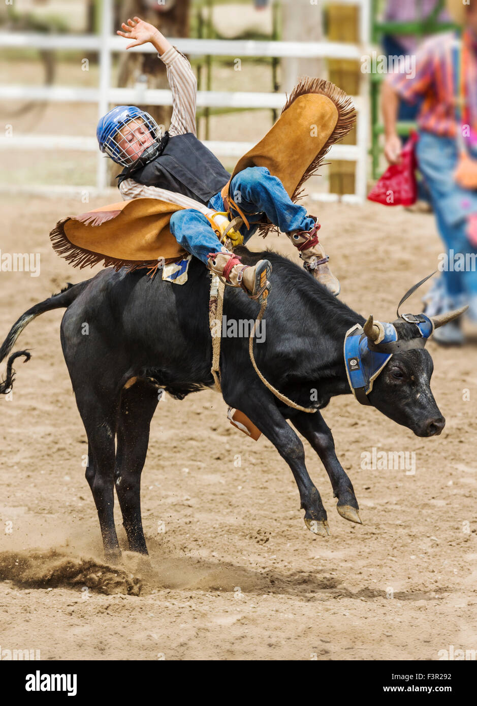 Young cowboy falling from a small steer in the Junior Steer Riding ...