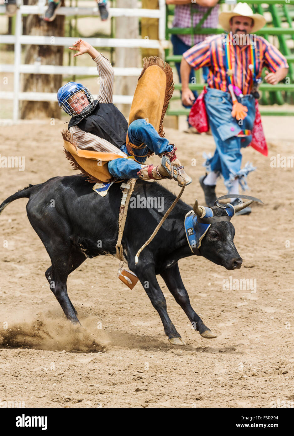 Young cowboy falling from a small steer in the Junior Steer Riding ...