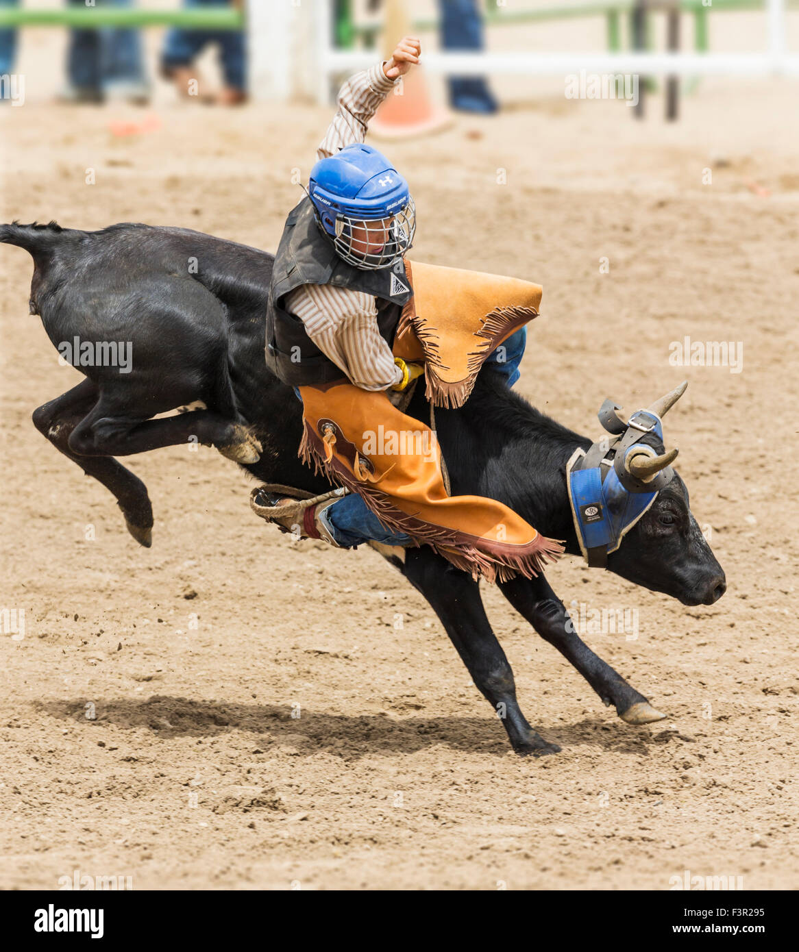 Young cowboy falling from a small steer in the Junior Steer Riding ...