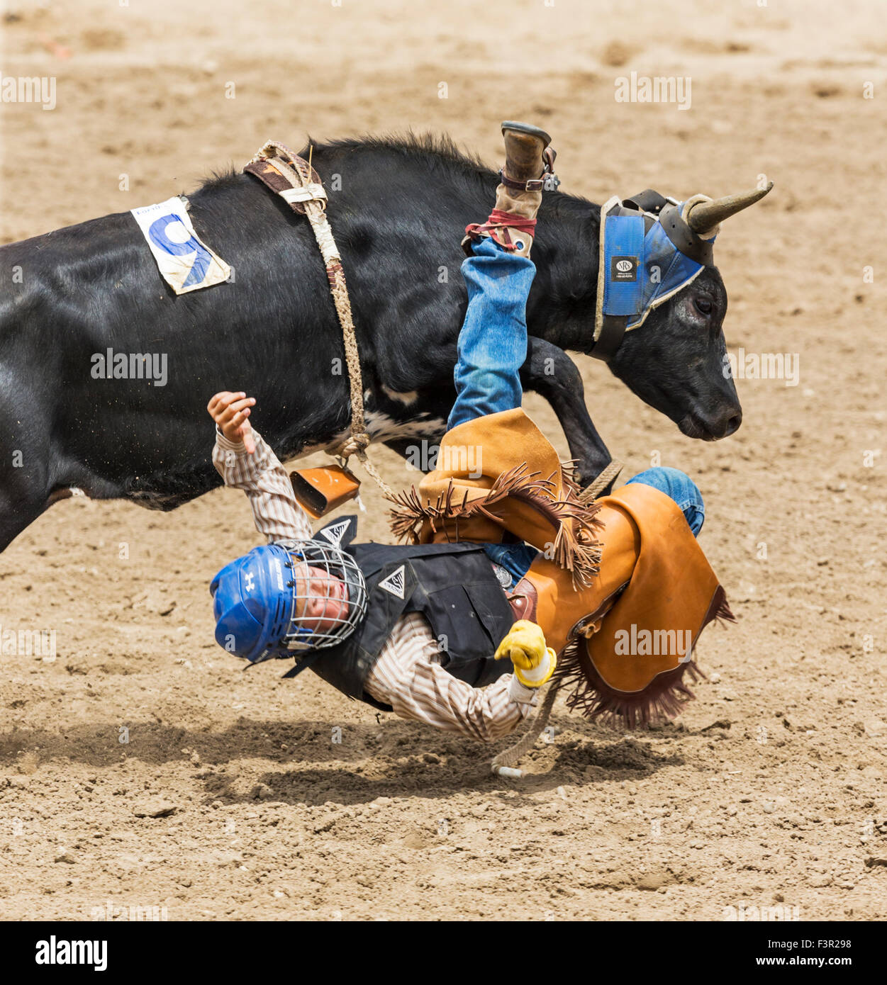 Young cowboy falling from a small steer in the Junior Steer Riding ...