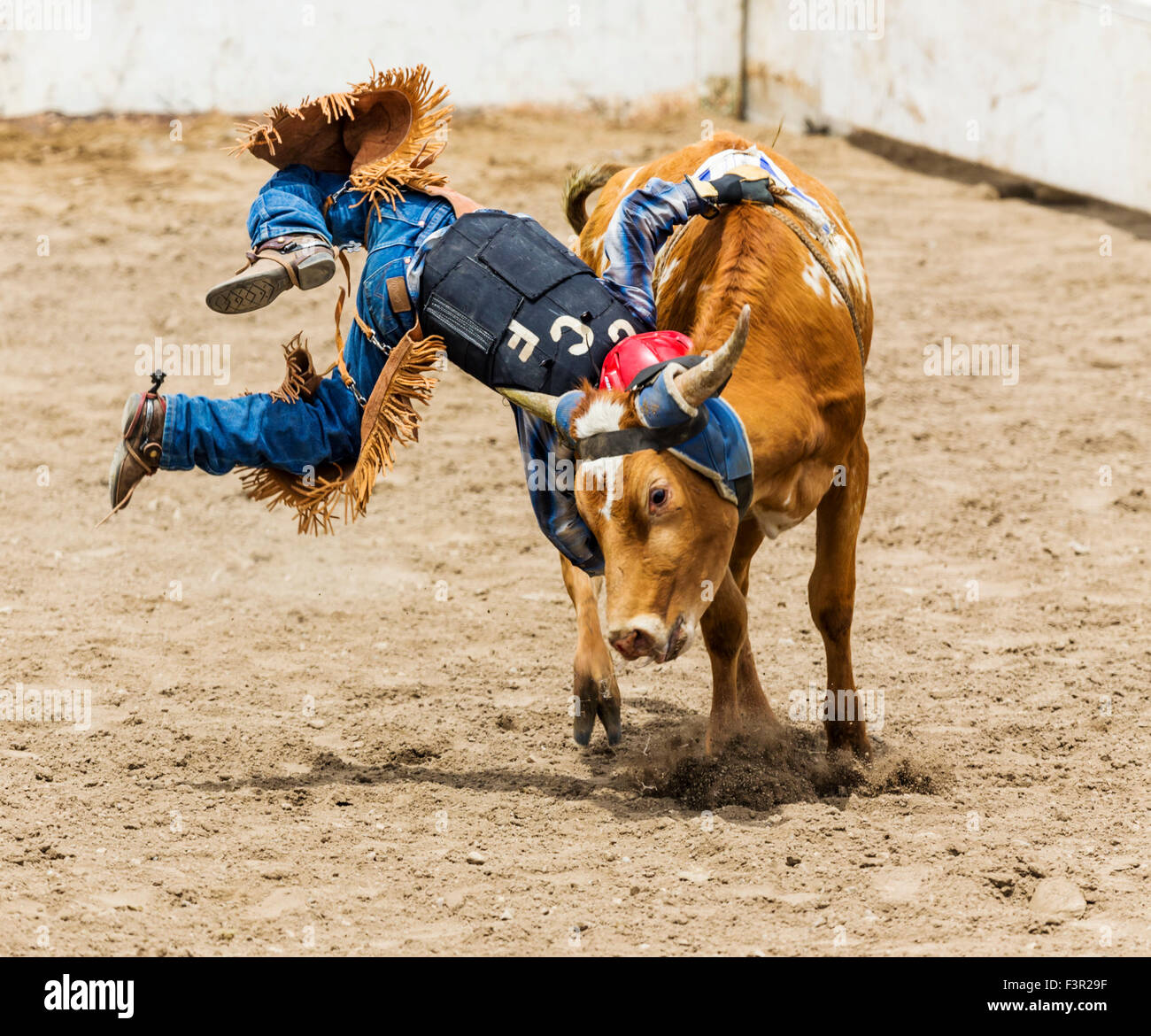 Young cowboy falling from a small steer in the Junior Steer Riding ...