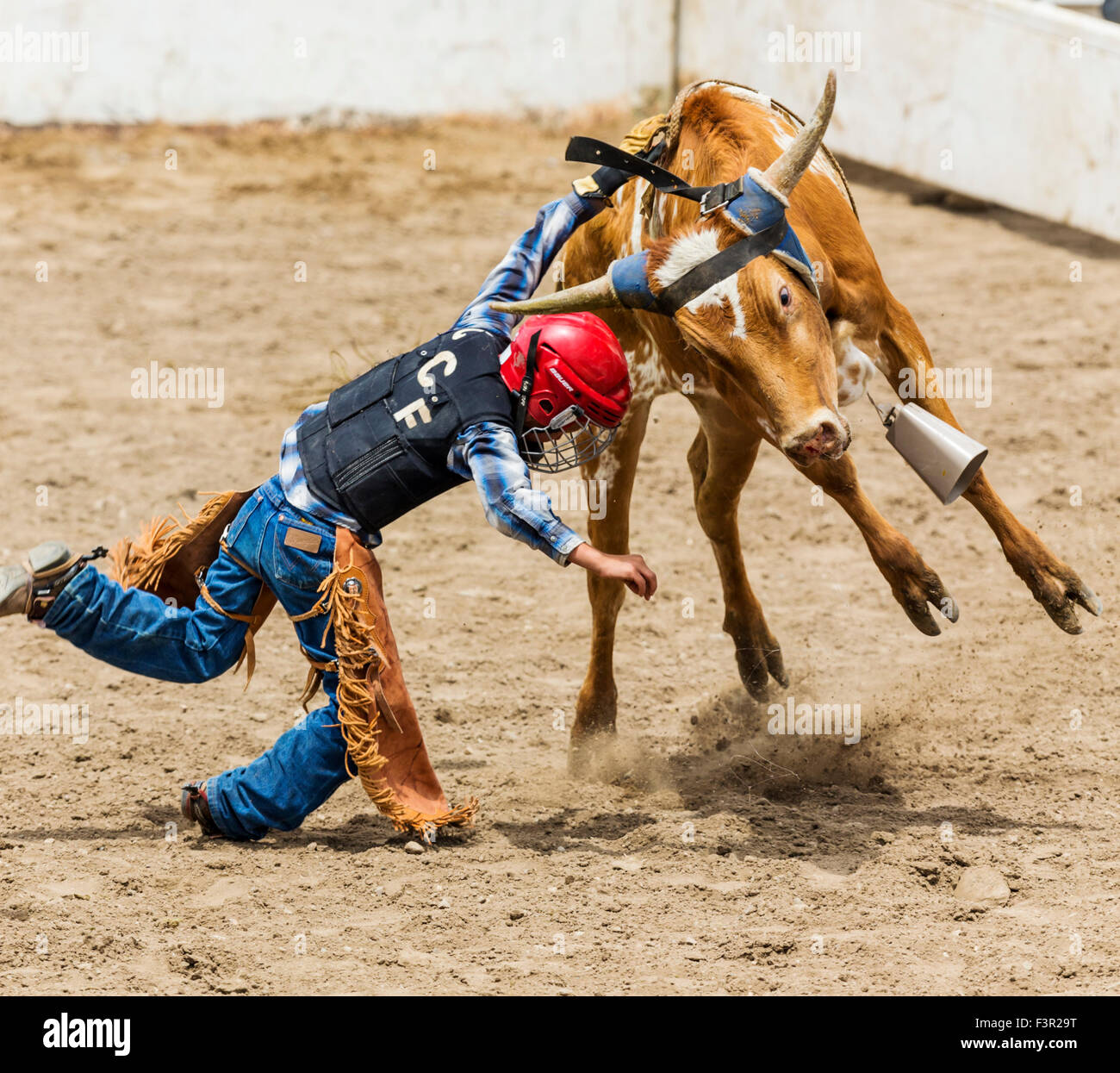 Young cowboy falling from a small steer in the Junior Steer Riding ...