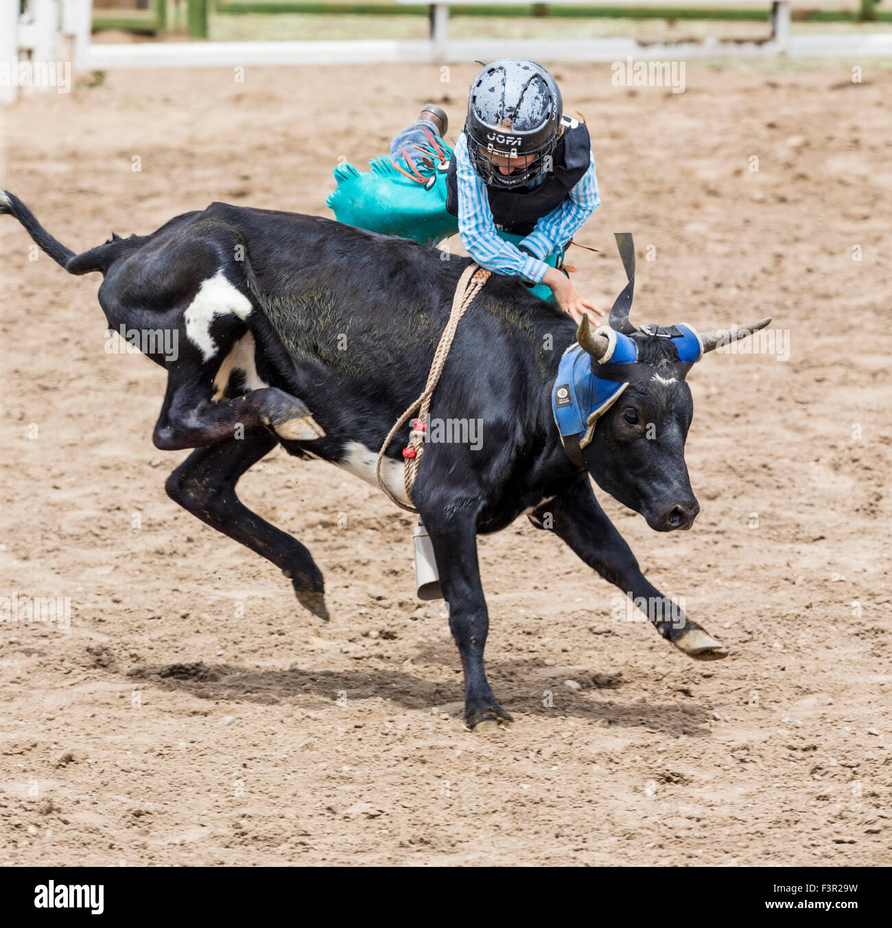 Young cowboy falling from a small steer in the Junior Steer Riding ...