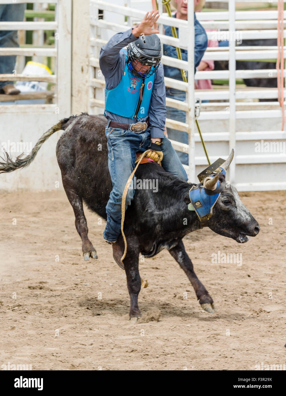 Young cowboy falling from a small steer in the Junior Steer Riding ...