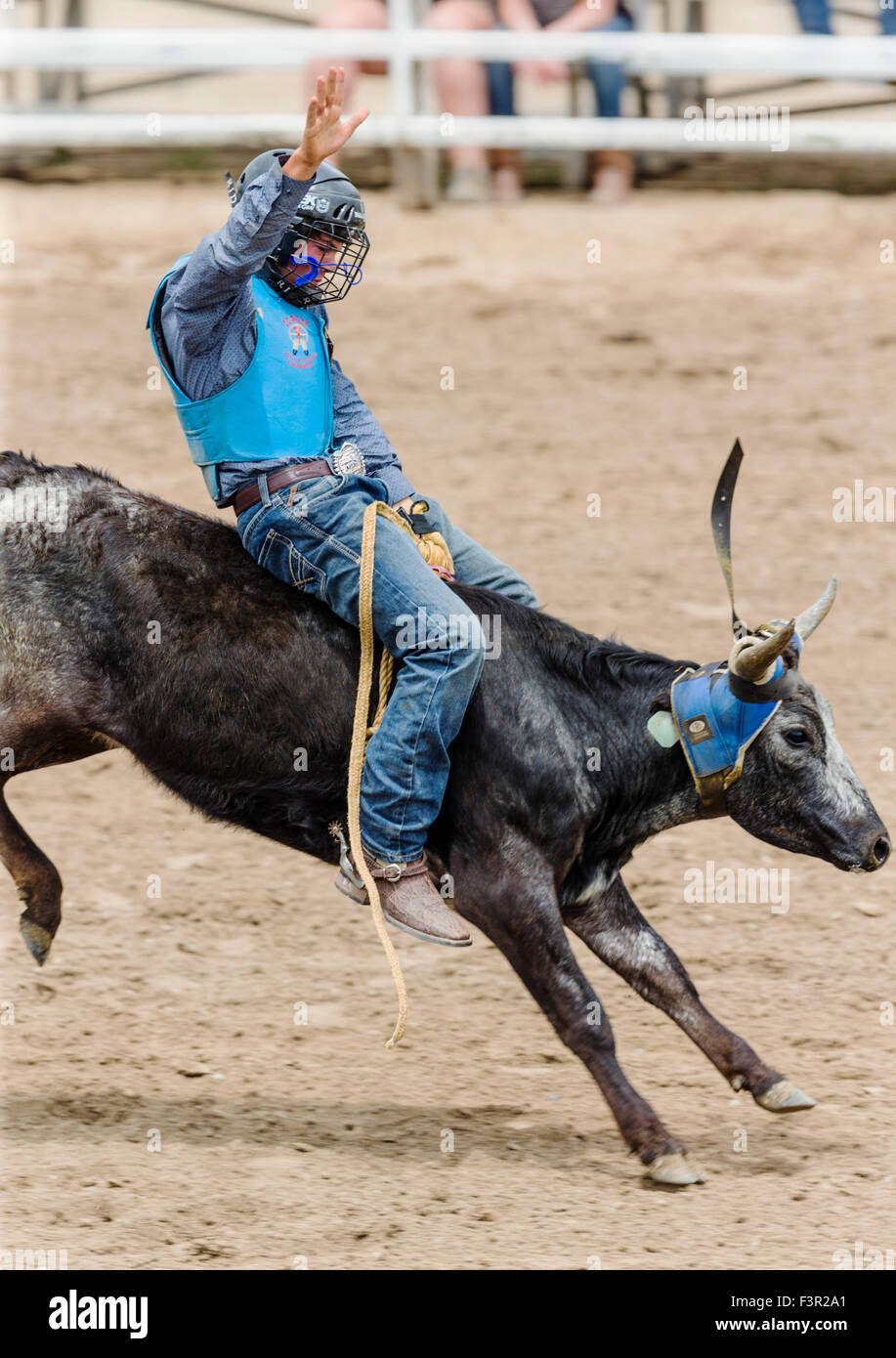 Young cowboy falling from a small steer in the Junior Steer Riding ...
