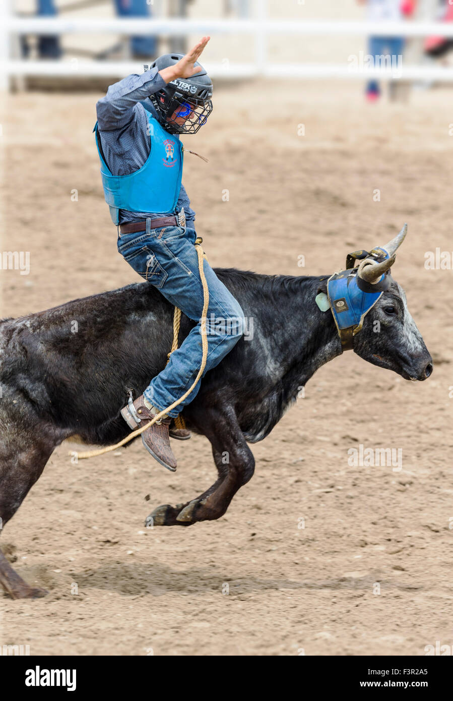 Young cowboy falling from a small steer in the Junior Steer Riding ...