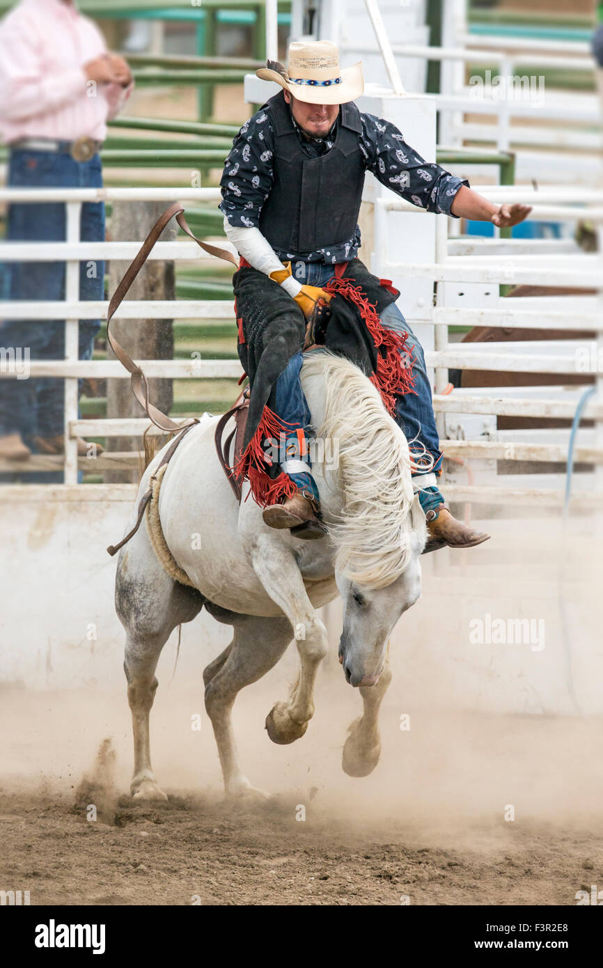 Rodeo cowboy riding a bucking horse, saddle bronc competition, Chaffee ...