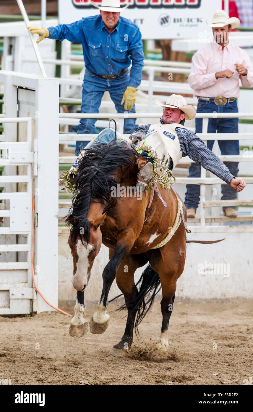 Bronc horse rodeo western hi-res stock photography and images - Alamy