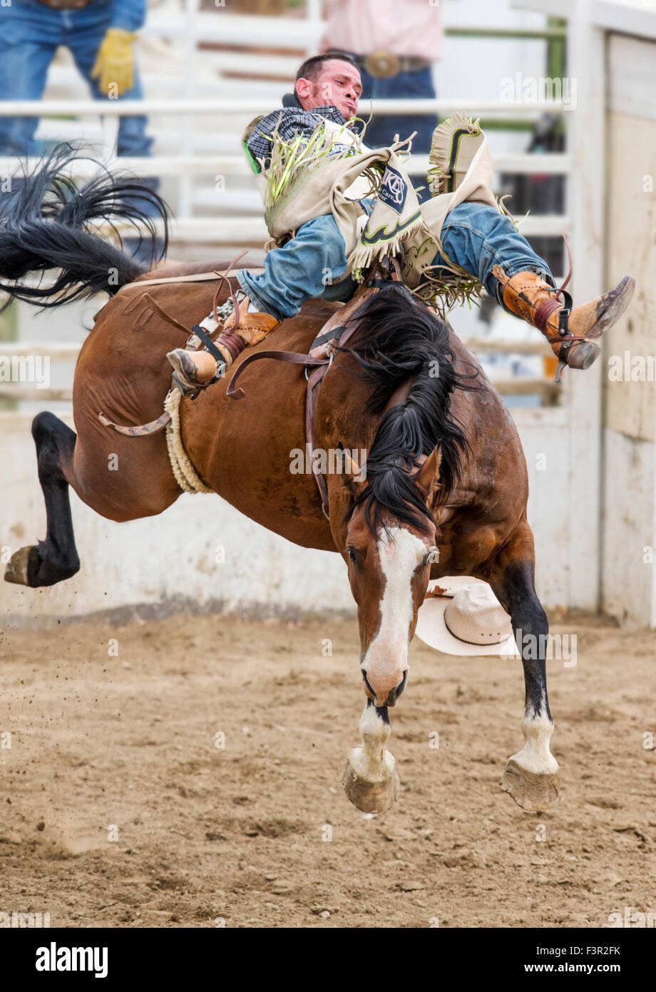 Rodeo cowboy riding a bucking horse, saddle bronc competition, Chaffee ...
