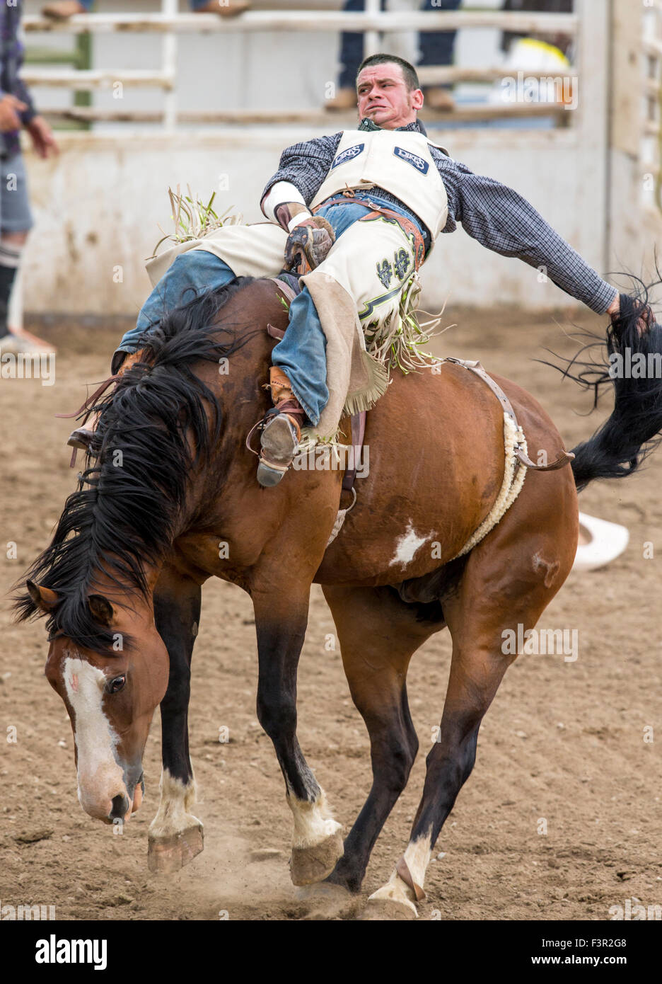 Rodeo cowboy riding a bucking horse, saddle bronc competition, Chaffee ...