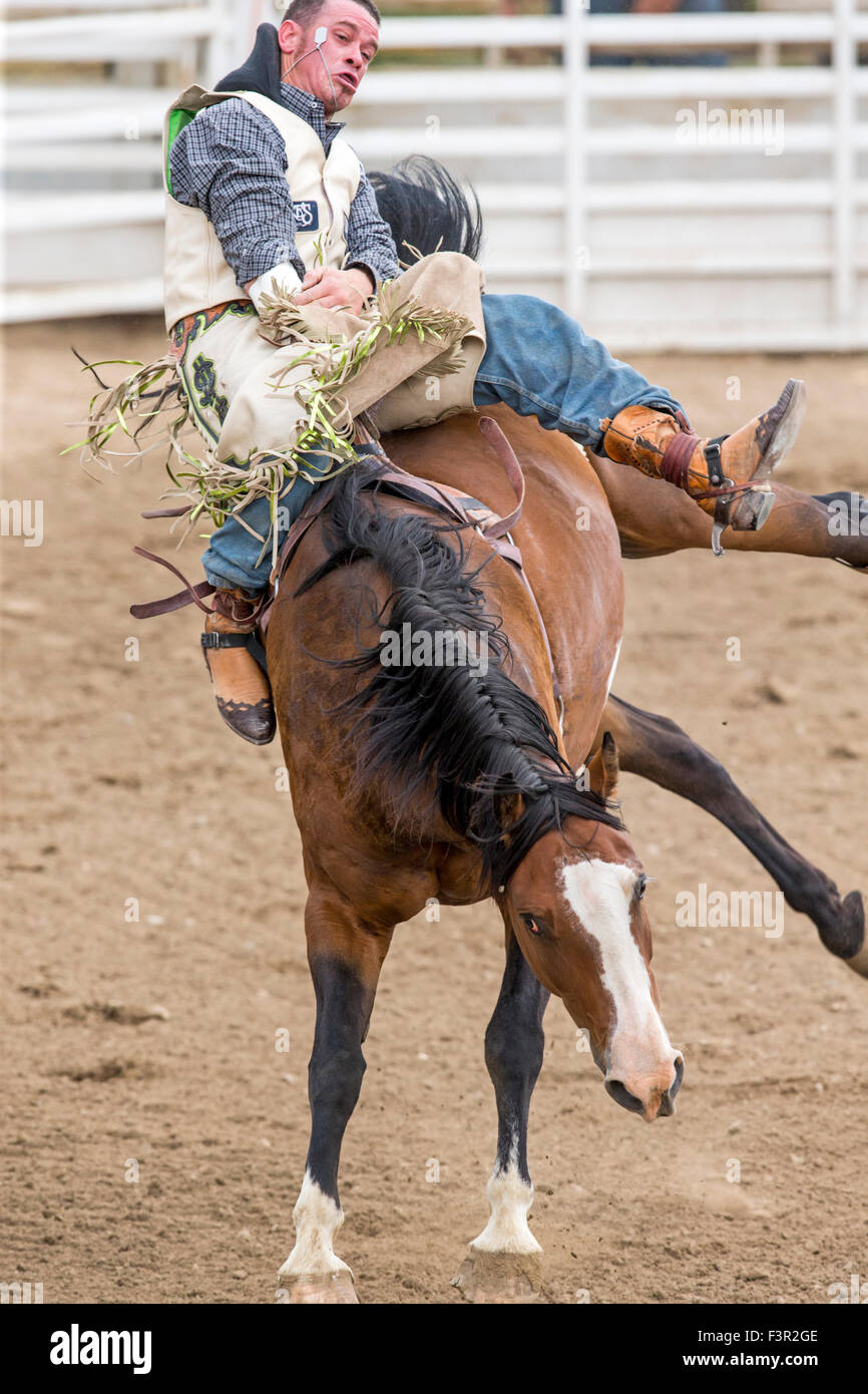 Rodeo cowboy riding a bucking horse, saddle bronc competition, Chaffee ...