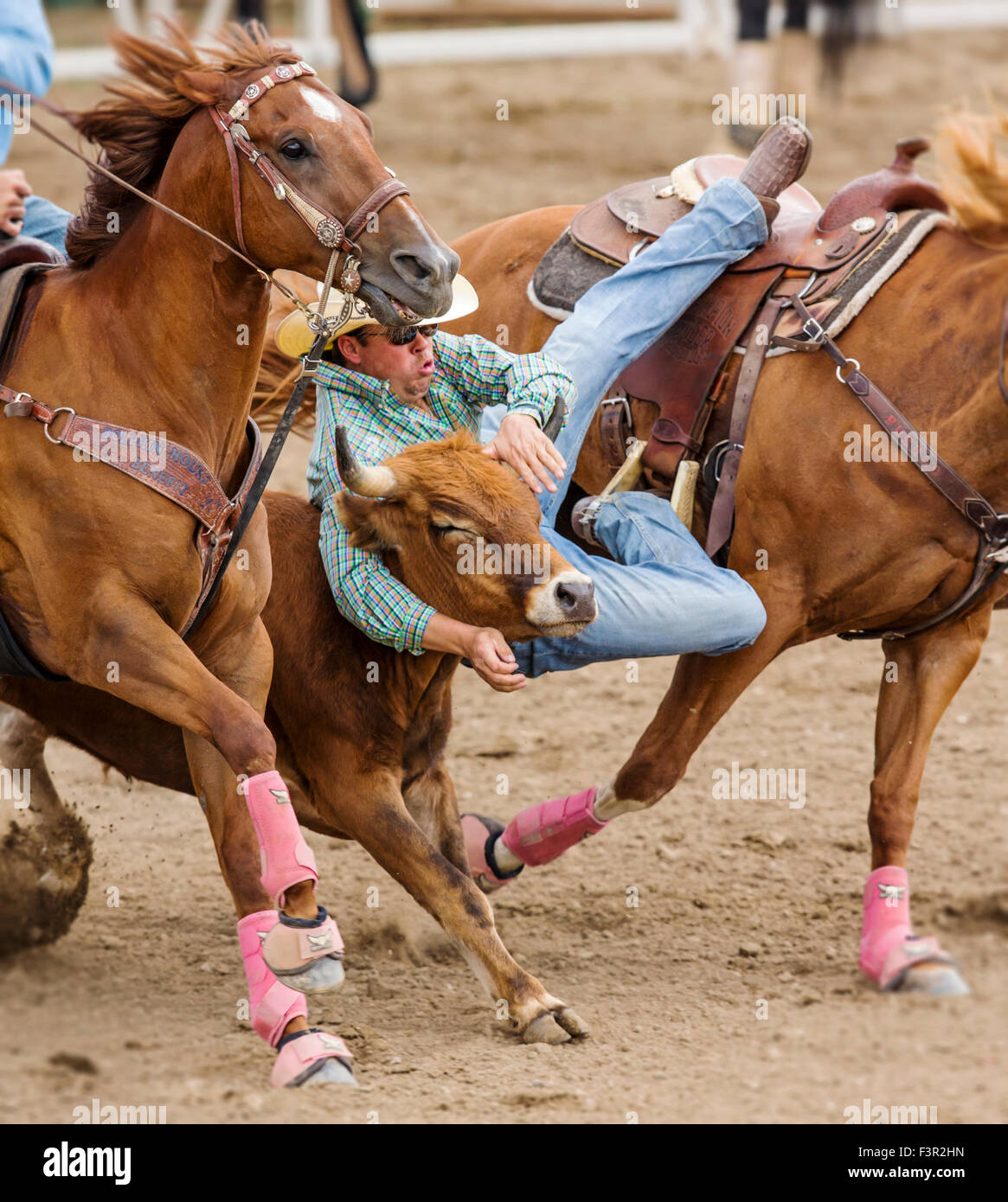 Rodeo cowboys on horseback competing in steer wrestling event, Chaffee ...