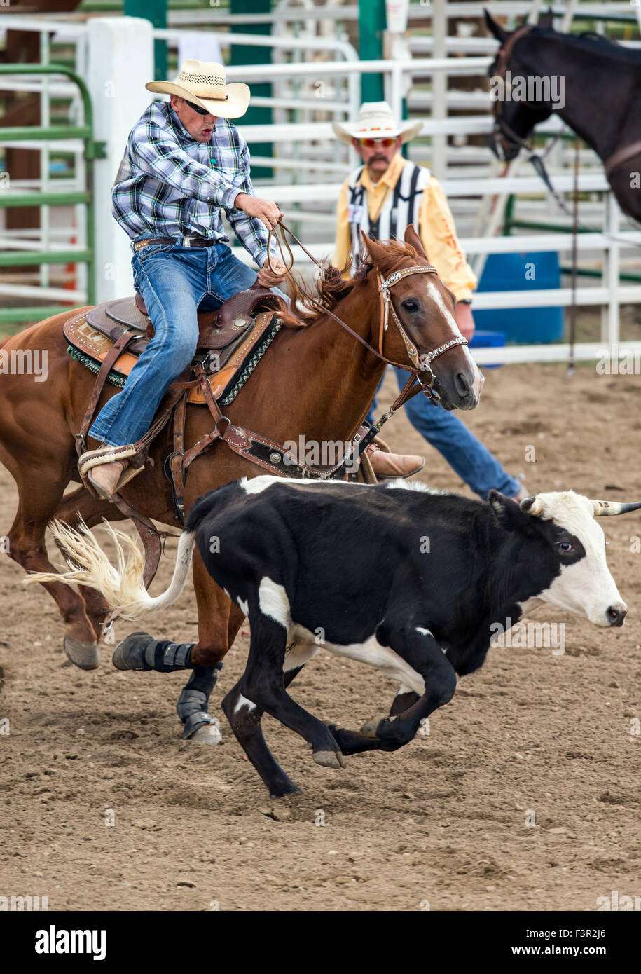 Rodeo cowboys on horseback competing in steer wrestling event, Chaffee ...