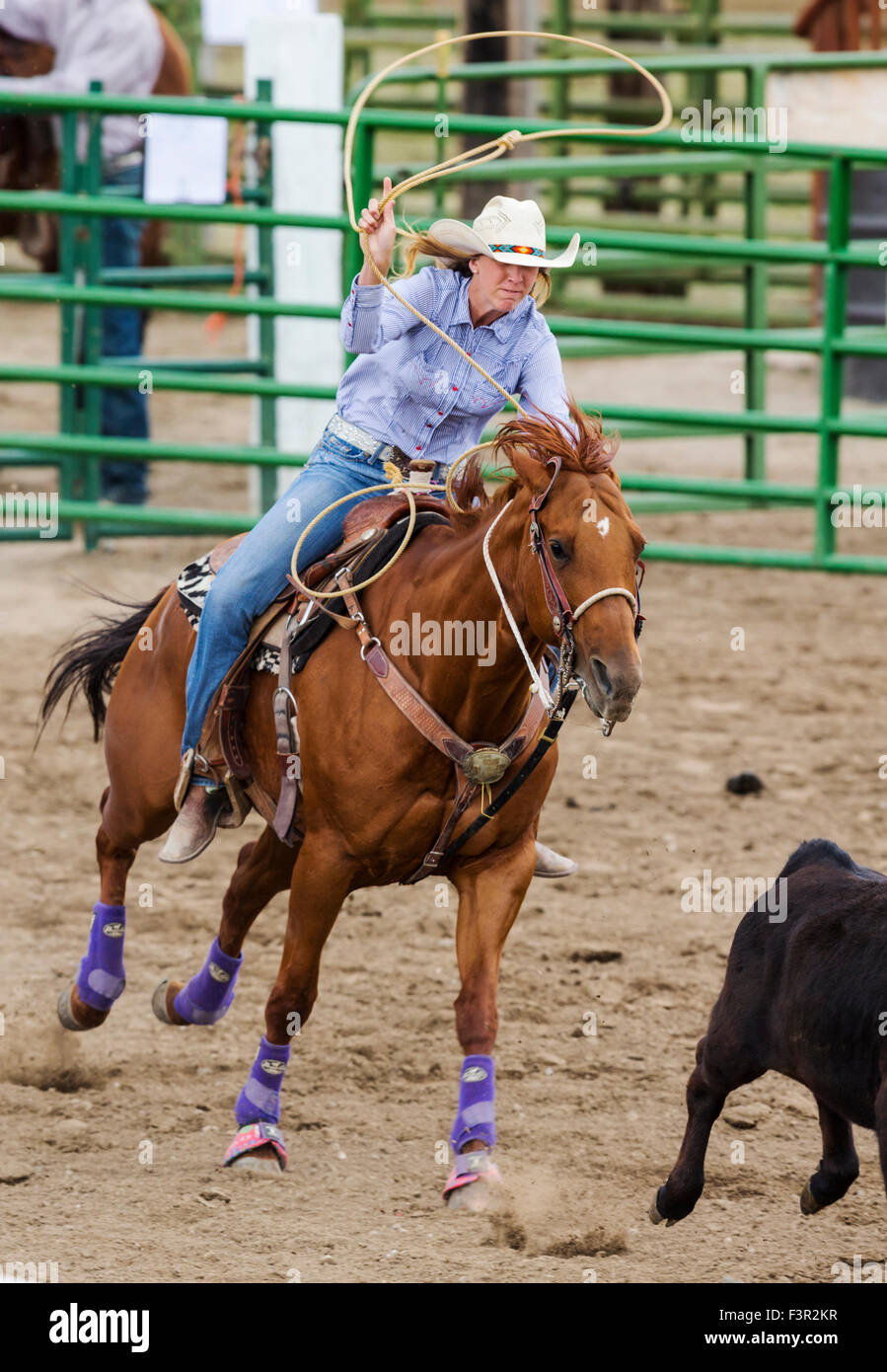 Rodeo cowgirl on horseback competing in calf roping, or tie-down roping ...