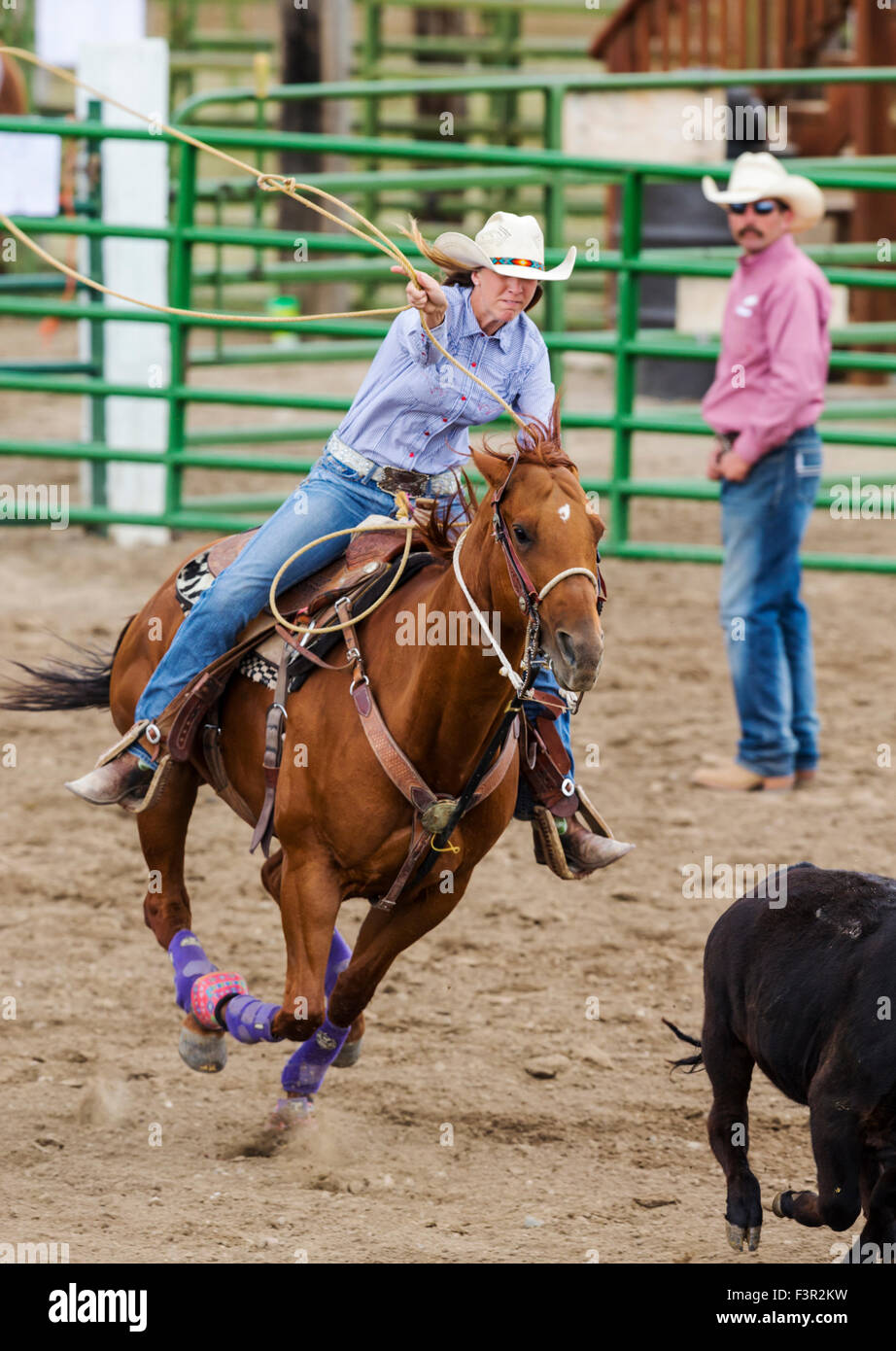 Rodeo cowgirl on horseback competing in calf roping, or tie-down roping ...