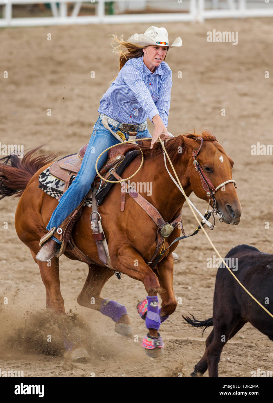 Rodeo cowgirl on horseback competing in calf roping, or tie-down roping ...
