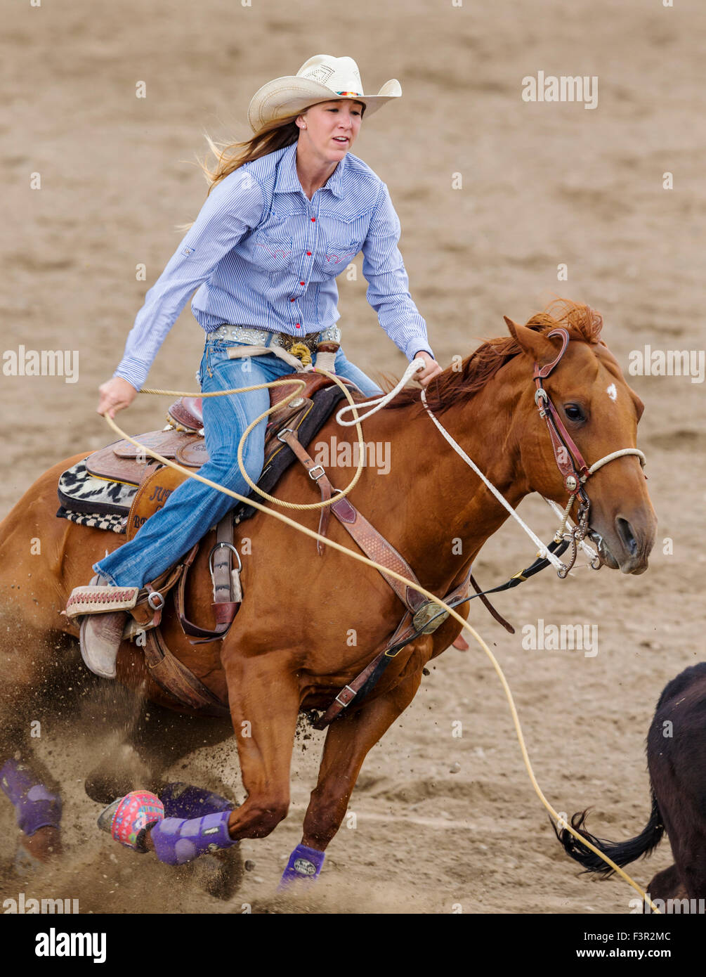 Rodeo cowgirl on horseback competing in calf roping, or tie-down roping ...