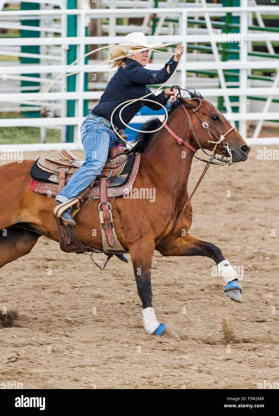 Rodeo cowgirl on horseback competing in calf roping, or tie-down roping ...