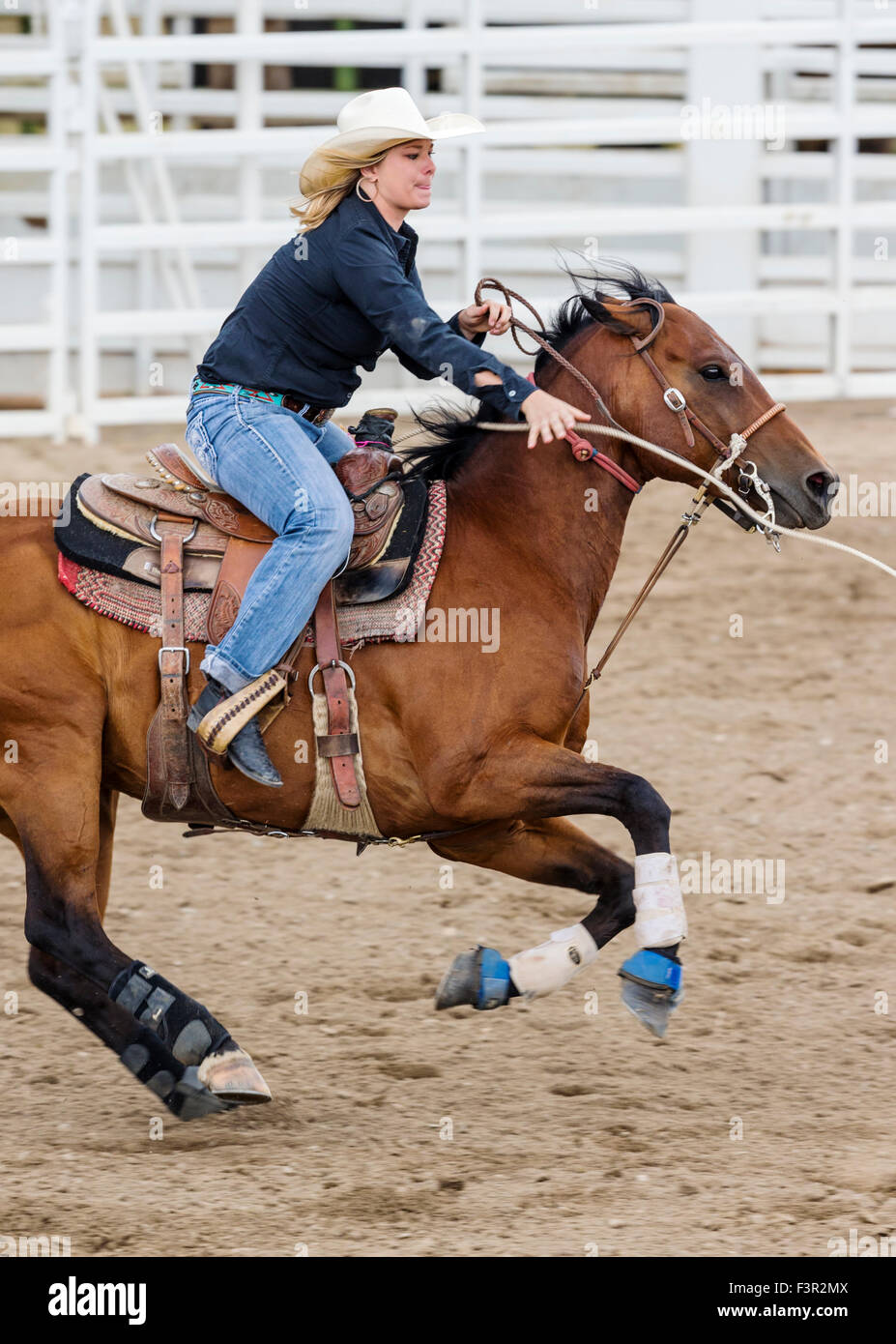 Rodeo cowgirl on horseback competing in calf roping, or tie-down roping ...