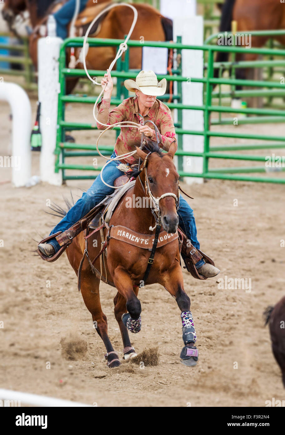 Rodeo cowgirl on horseback competing in calf roping, or tie-down roping ...