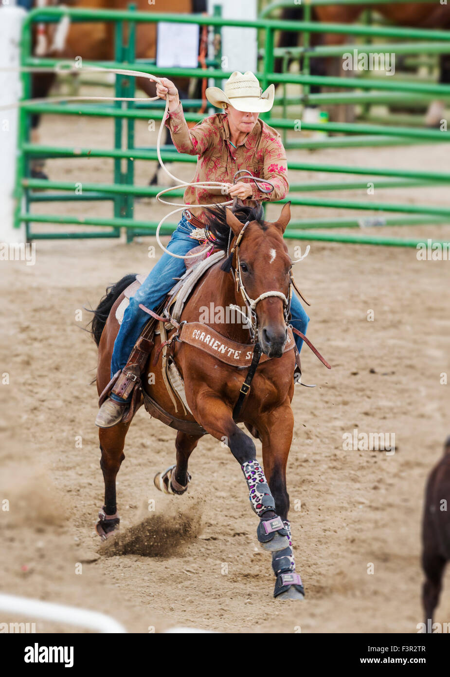Rodeo cowgirl on horseback competing in calf roping, or tie-down roping ...