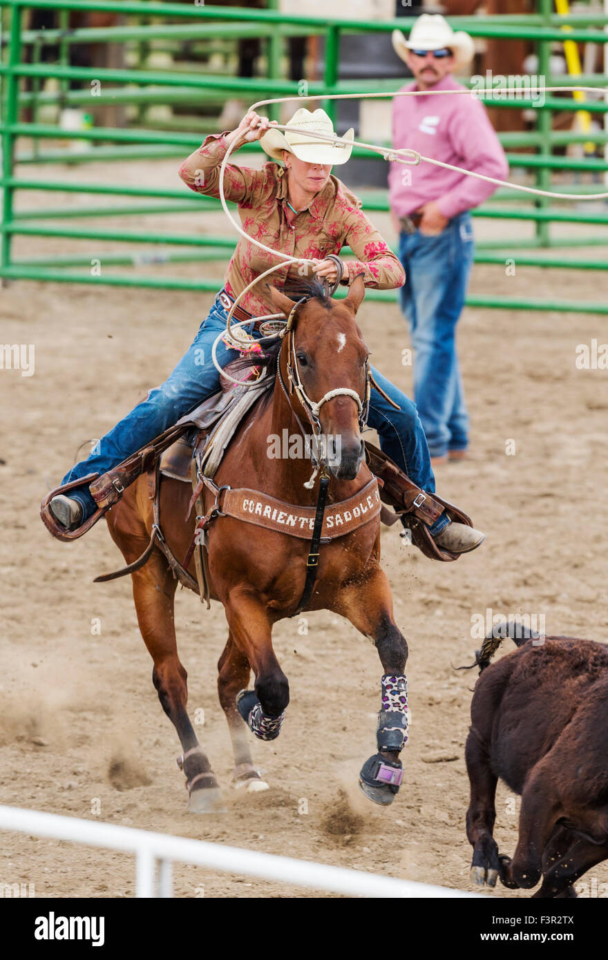 Rodeo cowgirl on horseback competing in calf roping, or tie-down roping ...