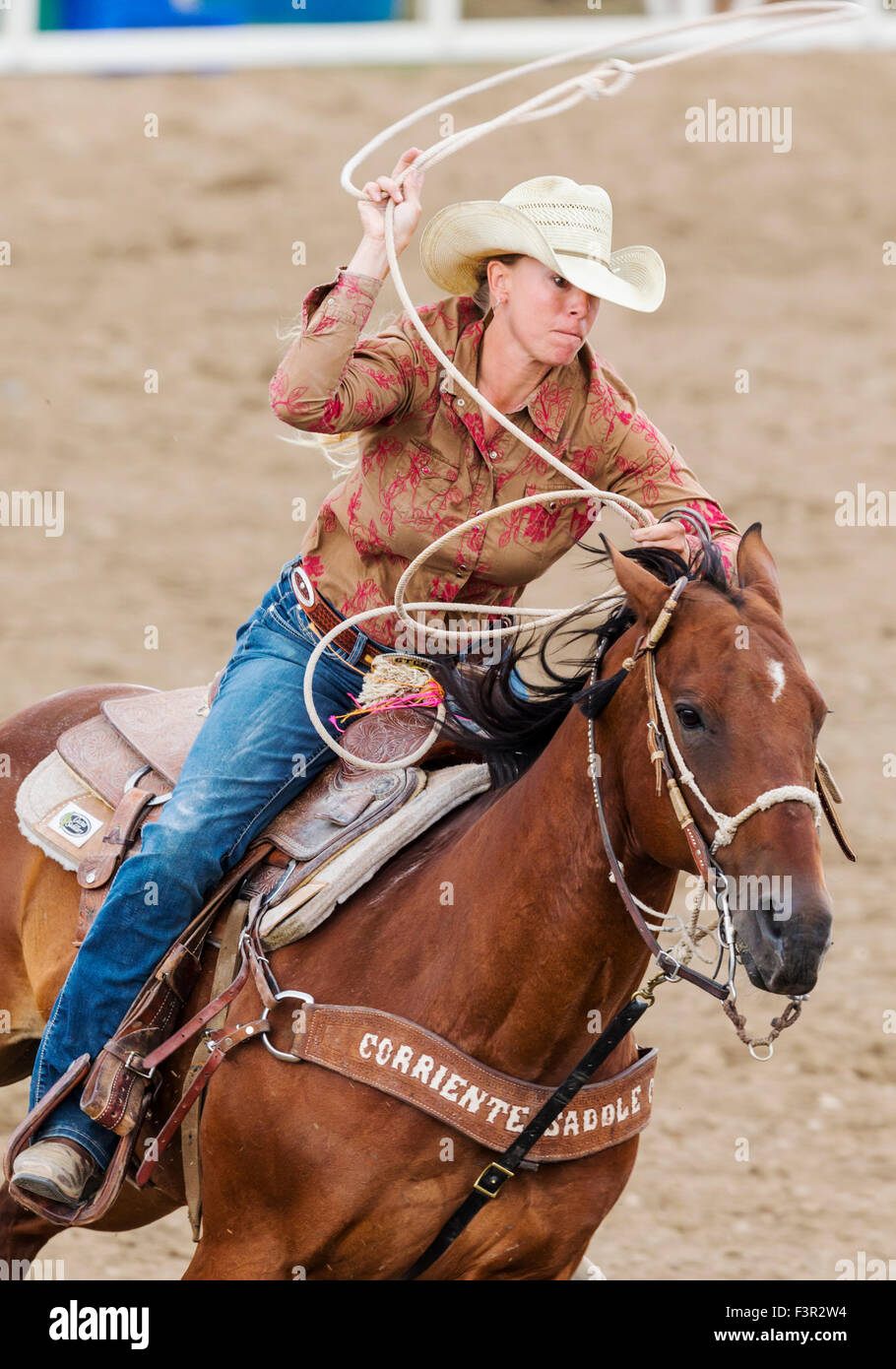 Rodeo cowgirl on horseback competing in calf roping, or tie-down roping ...