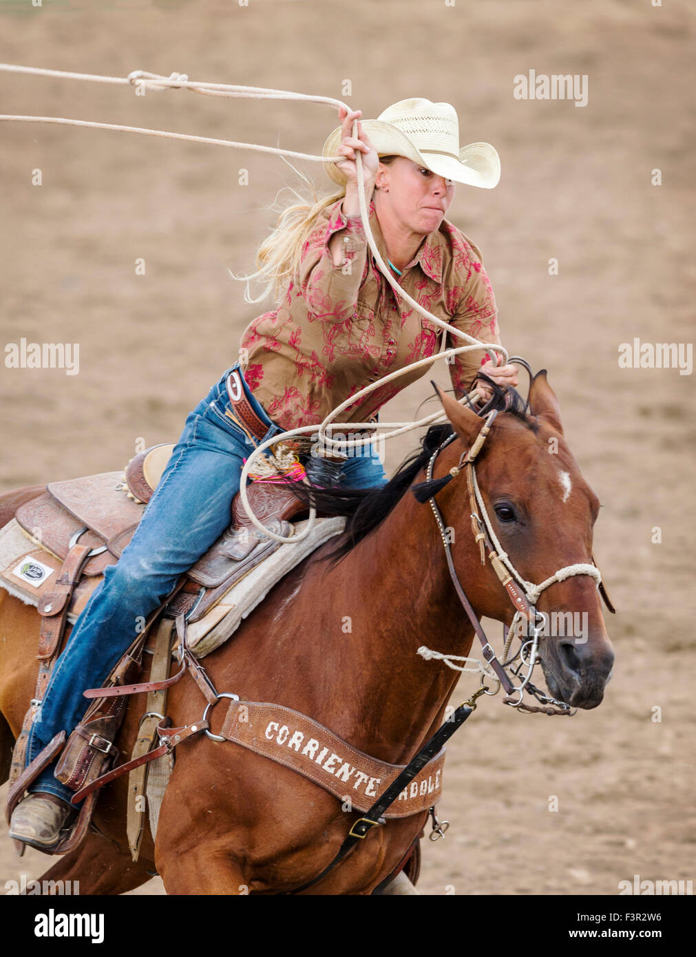 Rodeo cowgirl on horseback competing in calf roping, or tie-down roping ...