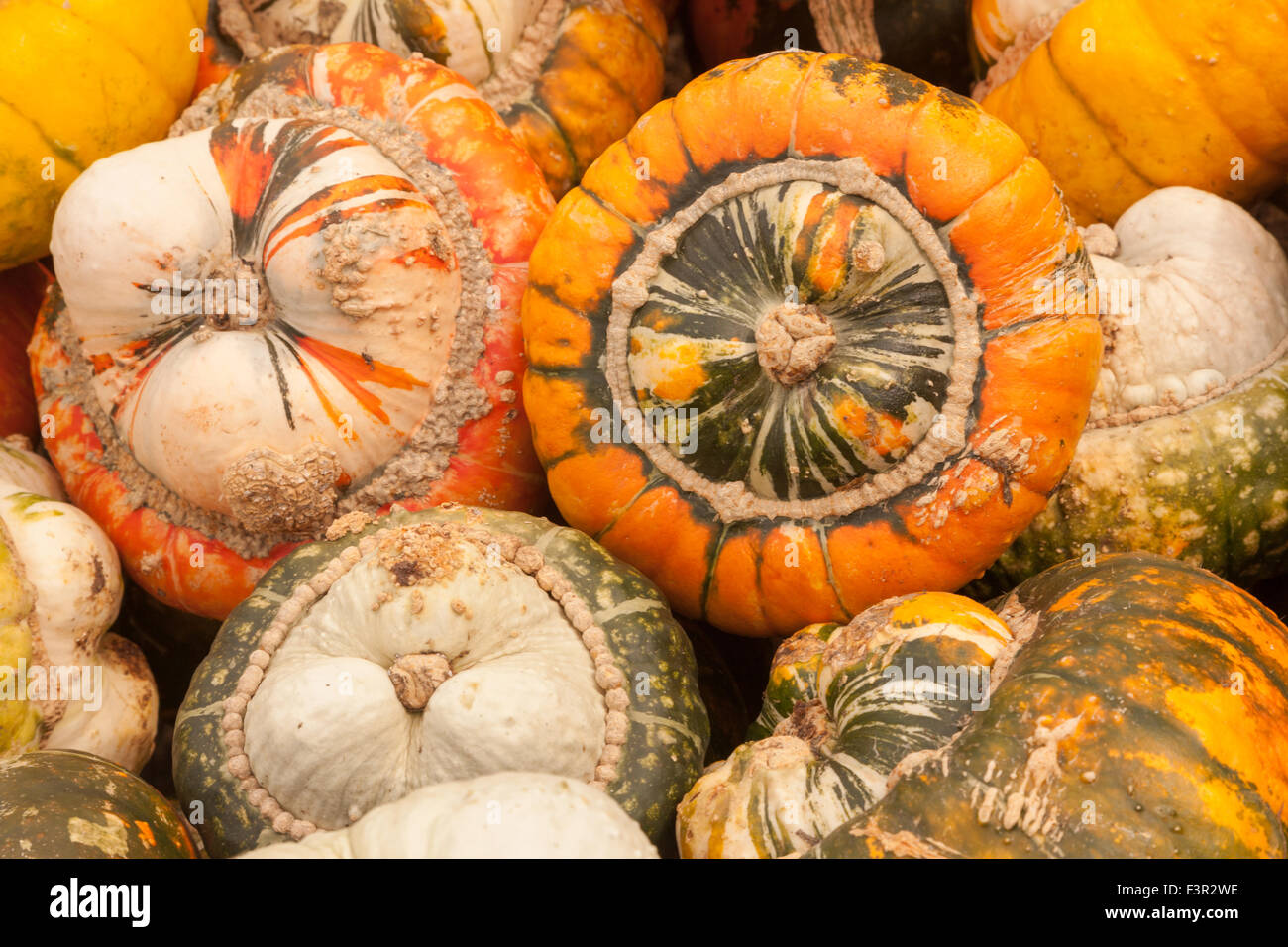 Turban gourd hi-res stock photography and images - Alamy