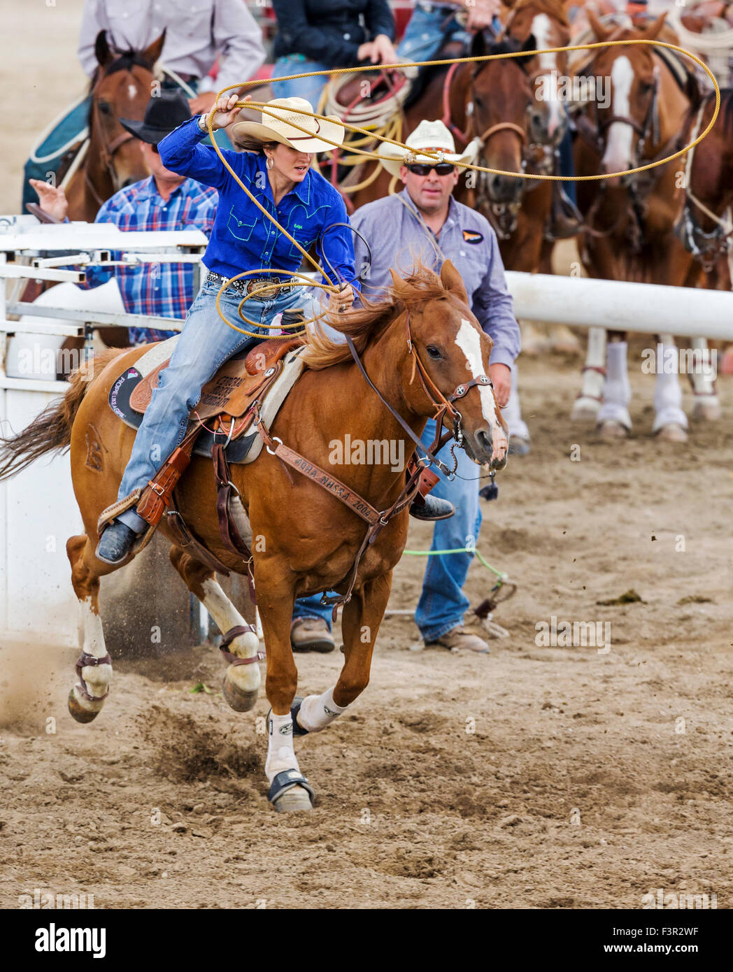 Rodeo cowgirl on horseback competing in calf roping, or tie-down roping ...