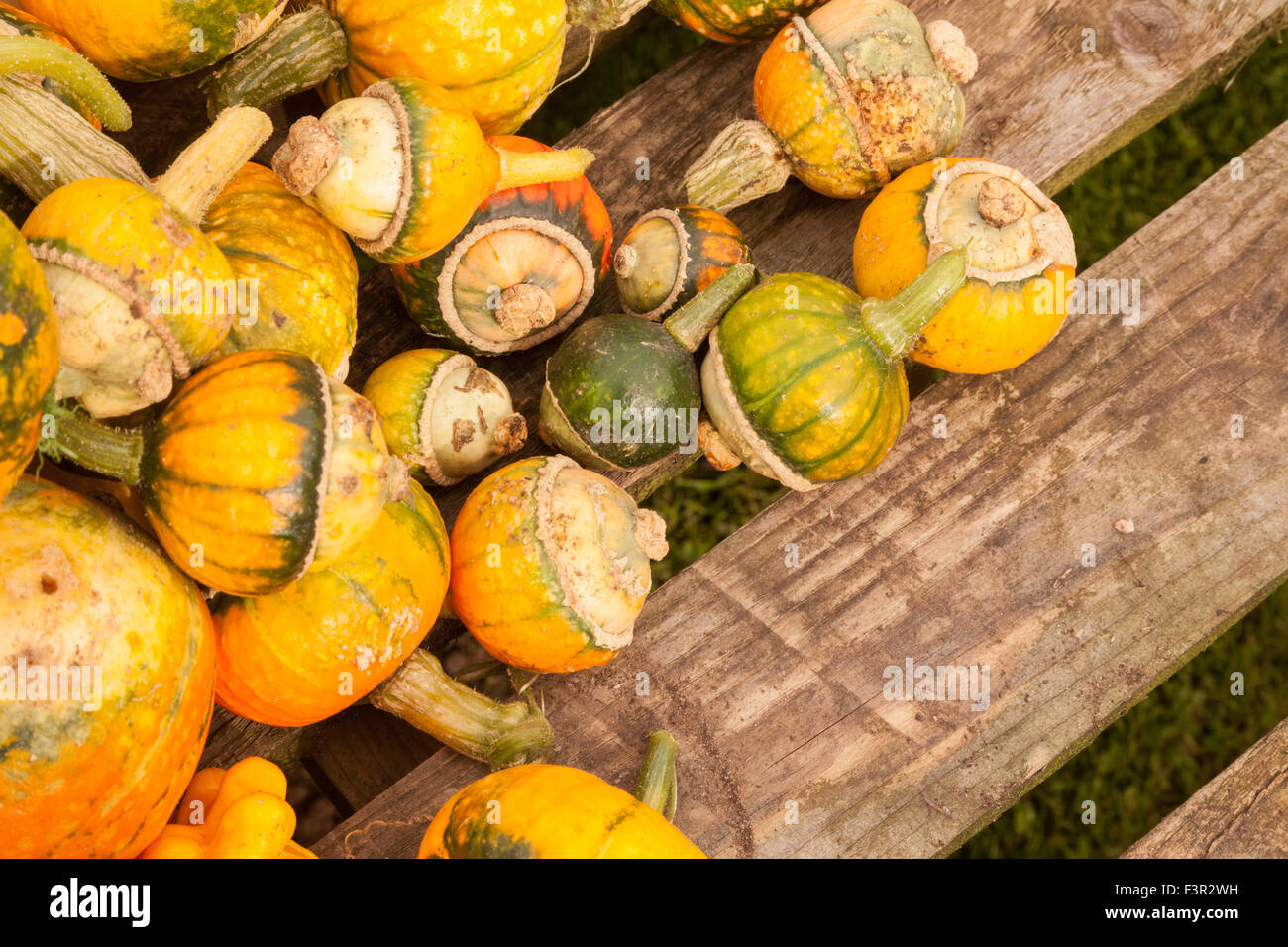 Turk’s turban hi-res stock photography and images - Alamy