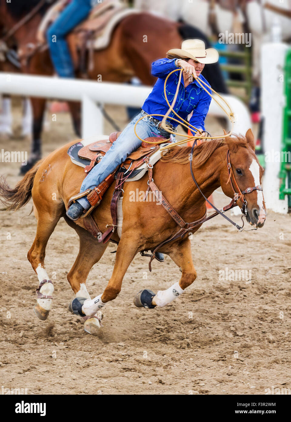 Rodeo cowgirl on horseback competing in calf roping, or tie-down roping ...