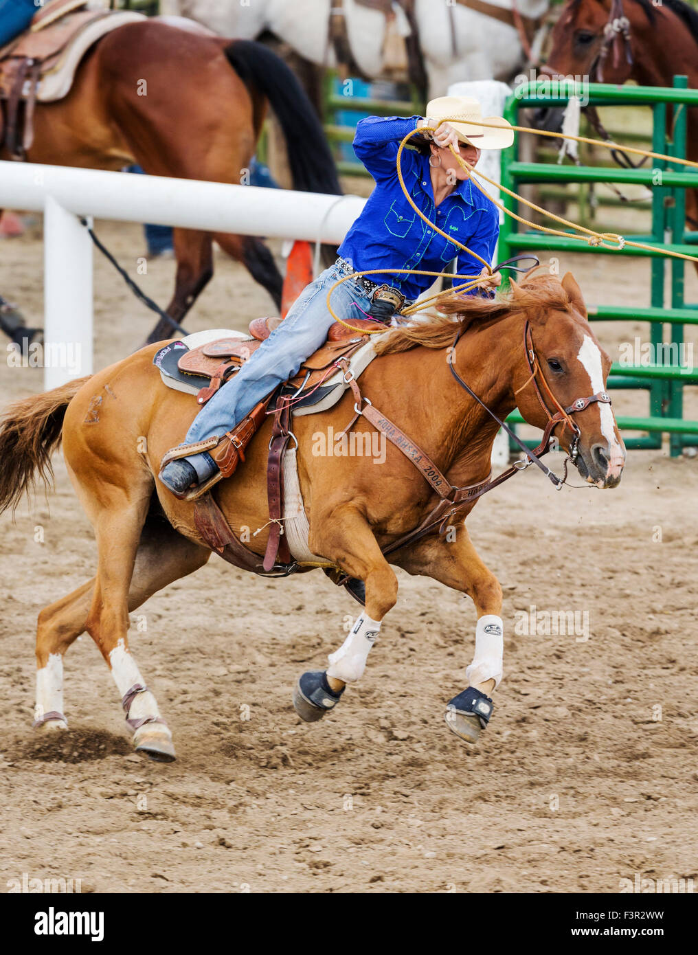 Rodeo cowgirl on horseback competing in calf roping, or tie-down roping ...