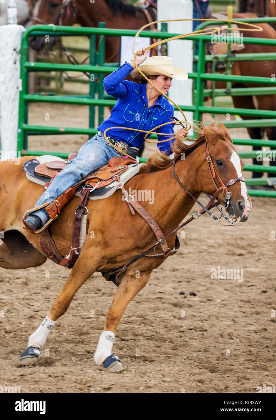 Rodeo cowgirl on horseback competing in calf roping, or tie-down roping ...