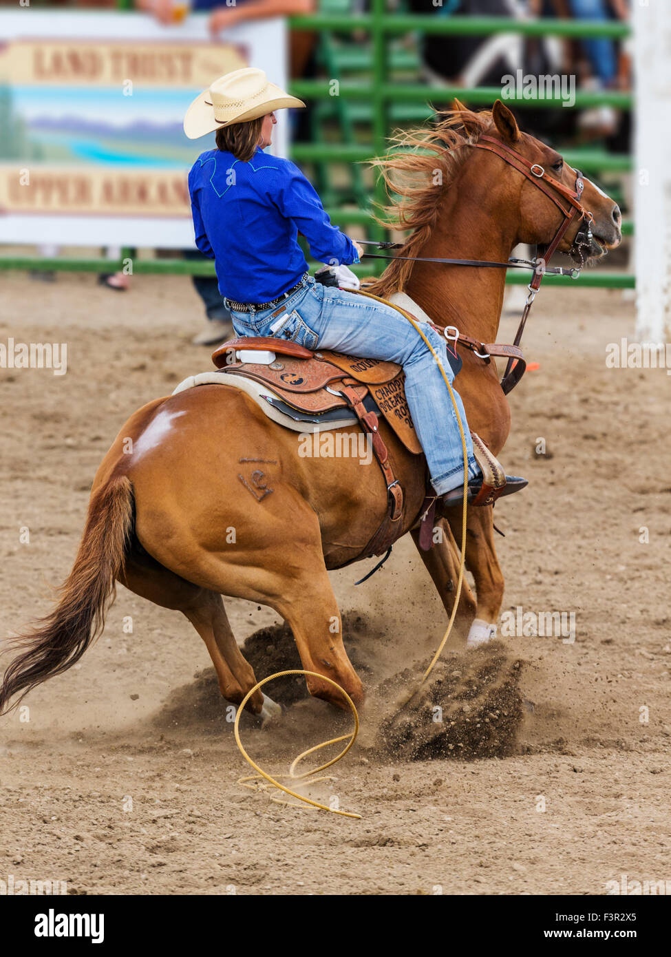 Rodeo cowgirl on horseback competing in calf roping, or tie-down roping ...