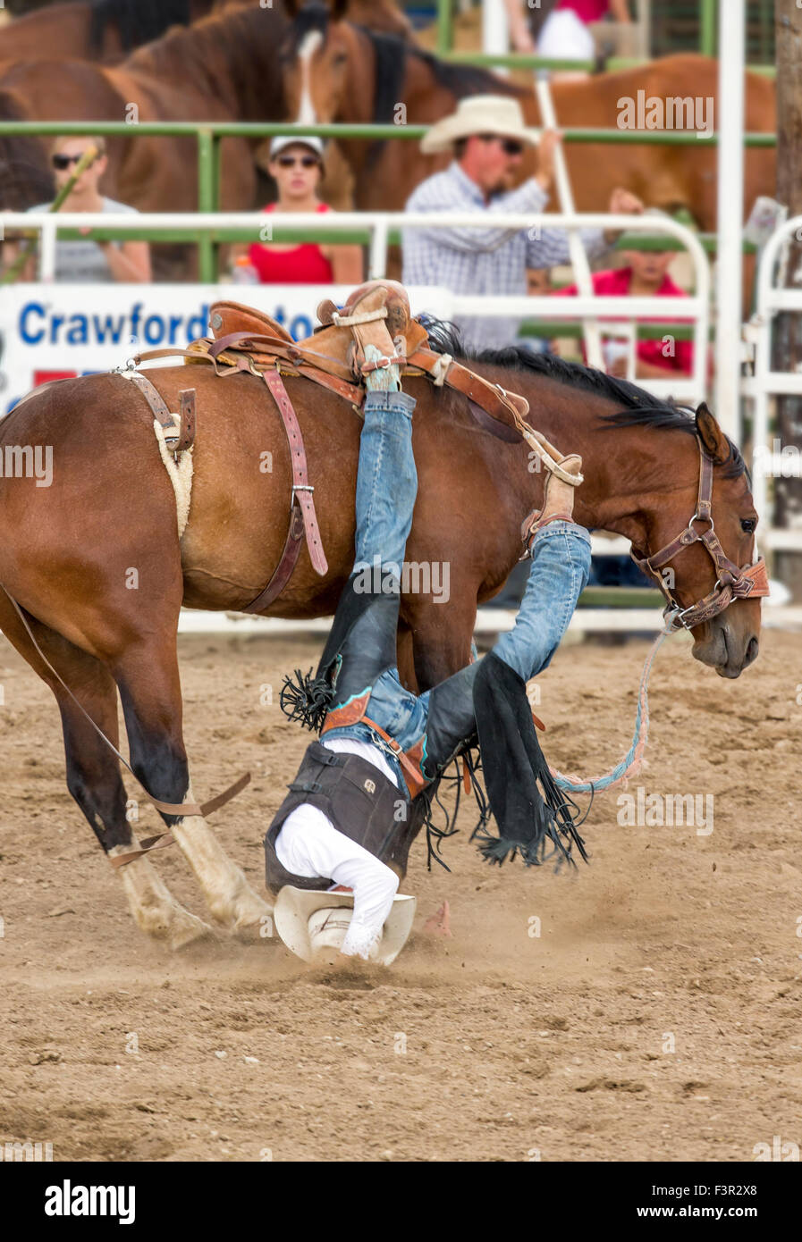 Rodeo cowboy riding a bucking horse, saddle bronc competition, Chaffee ...