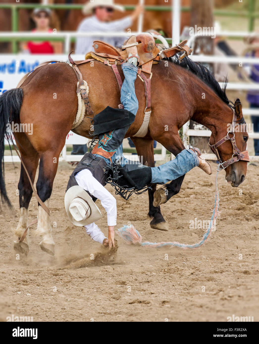 Rodeo cowboy riding a bucking horse, saddle bronc competition, Chaffee ...