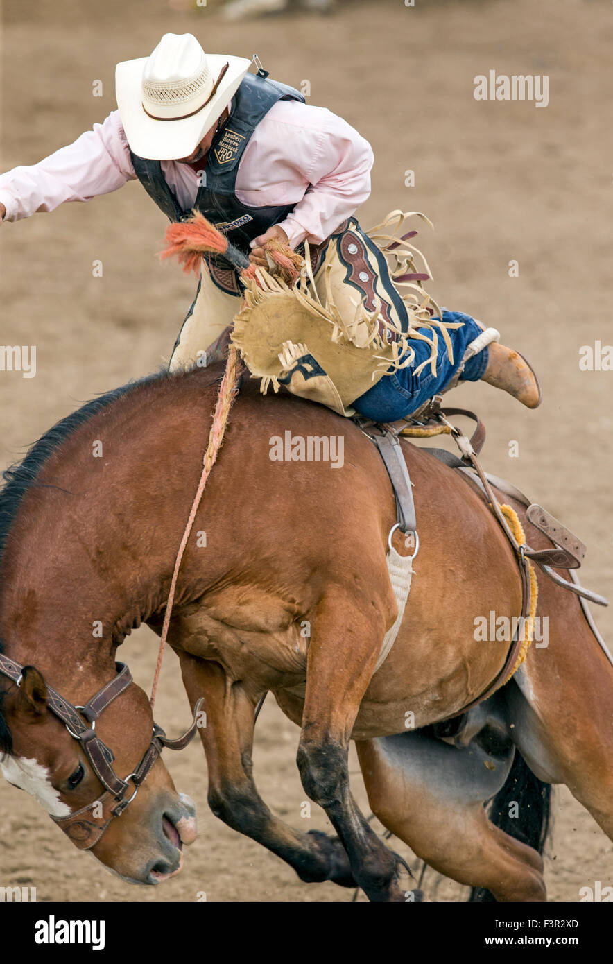 Rodeo cowboy riding a bucking horse, saddle bronc competition, Chaffee ...