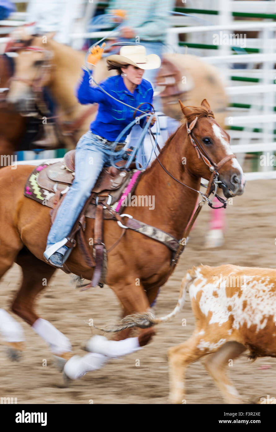 Rodeo cowgirl & cowboy on horseback competing in team calf roping, or ...
