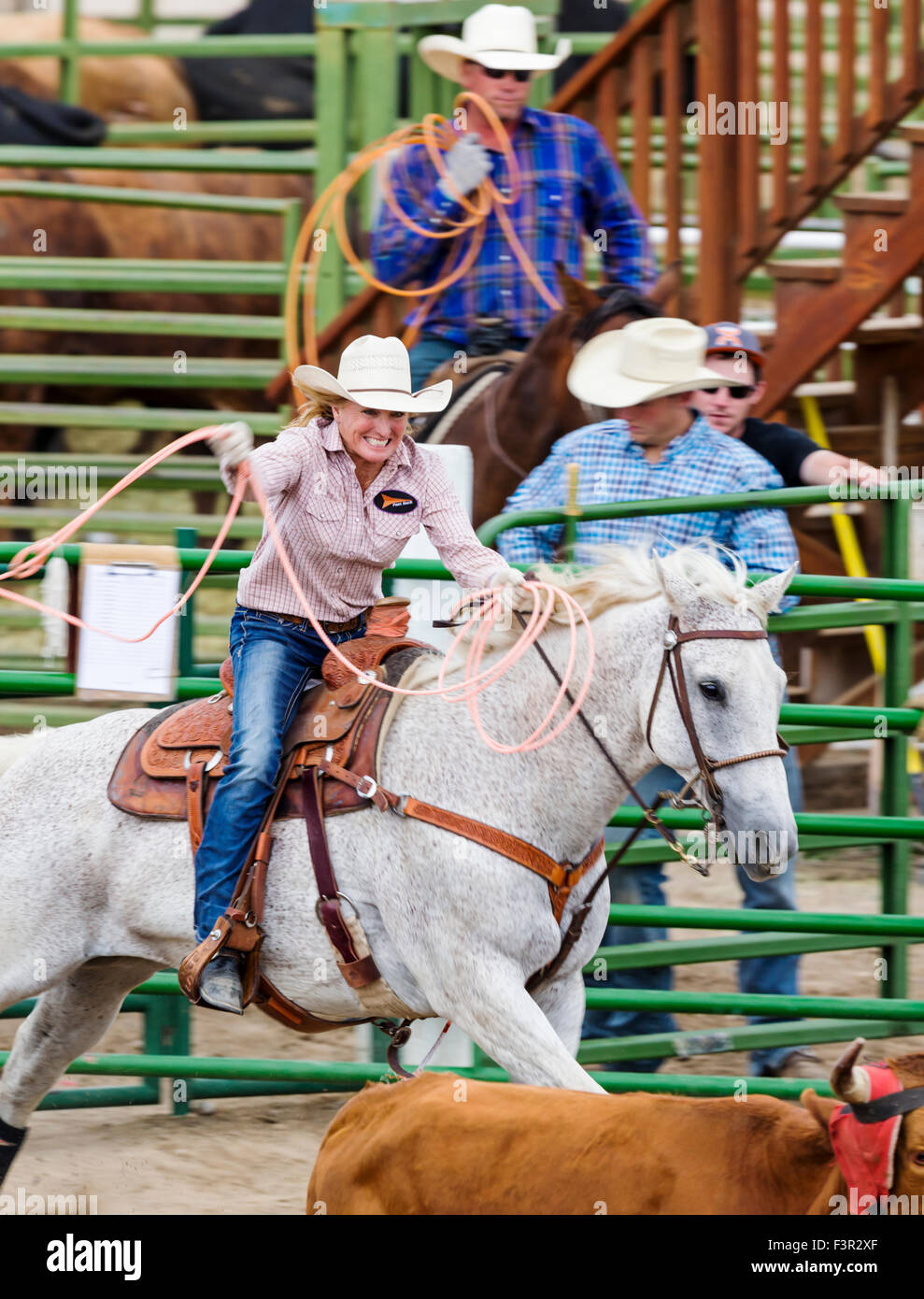 Rodeo cowgirl & cowboy on horseback competing in team calf roping, or ...