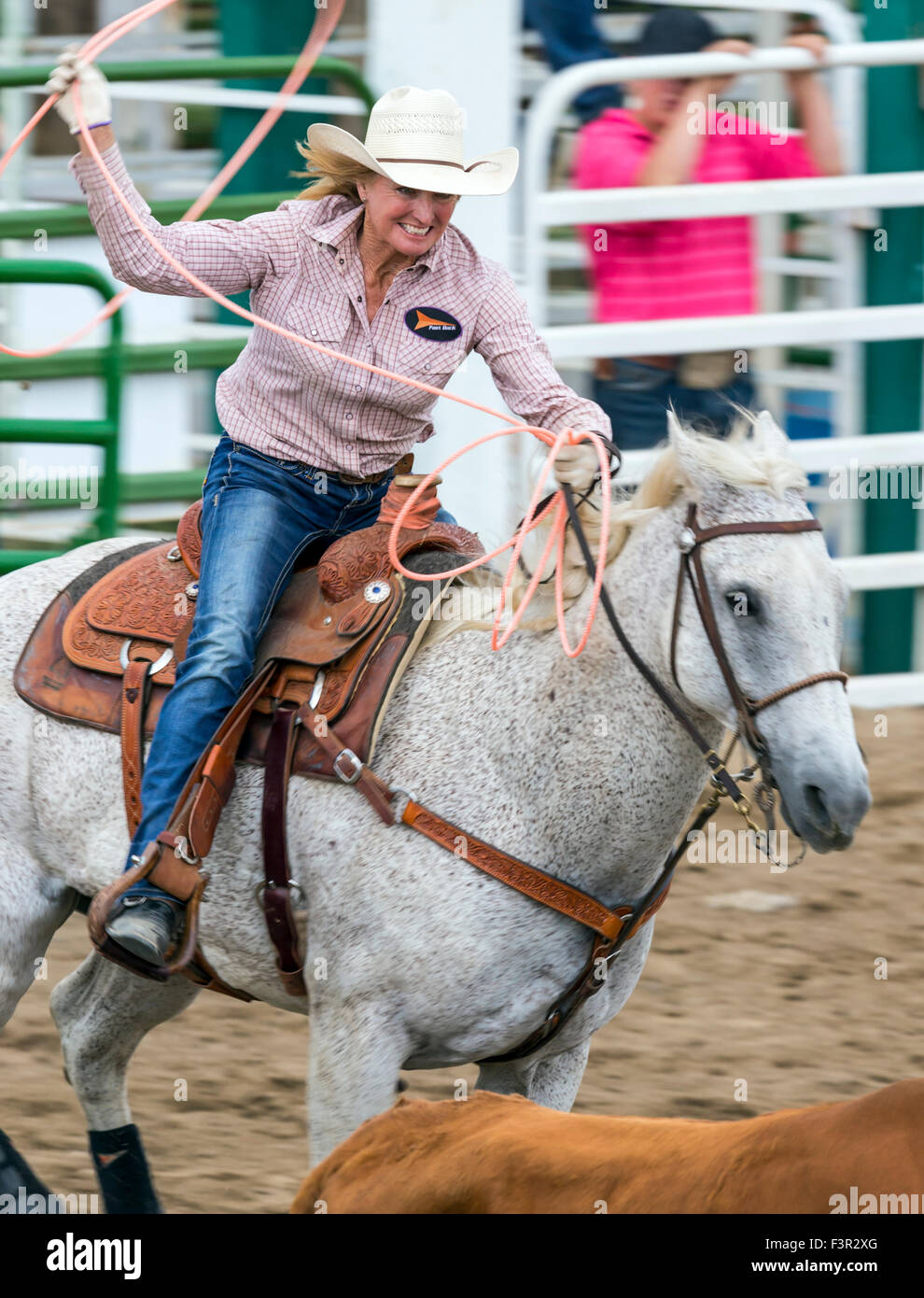 Rodeo cowgirl & cowboy on horseback competing in team calf roping, or ...