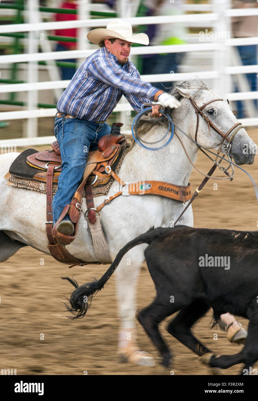 Team roping hi-res stock photography and images - Alamy