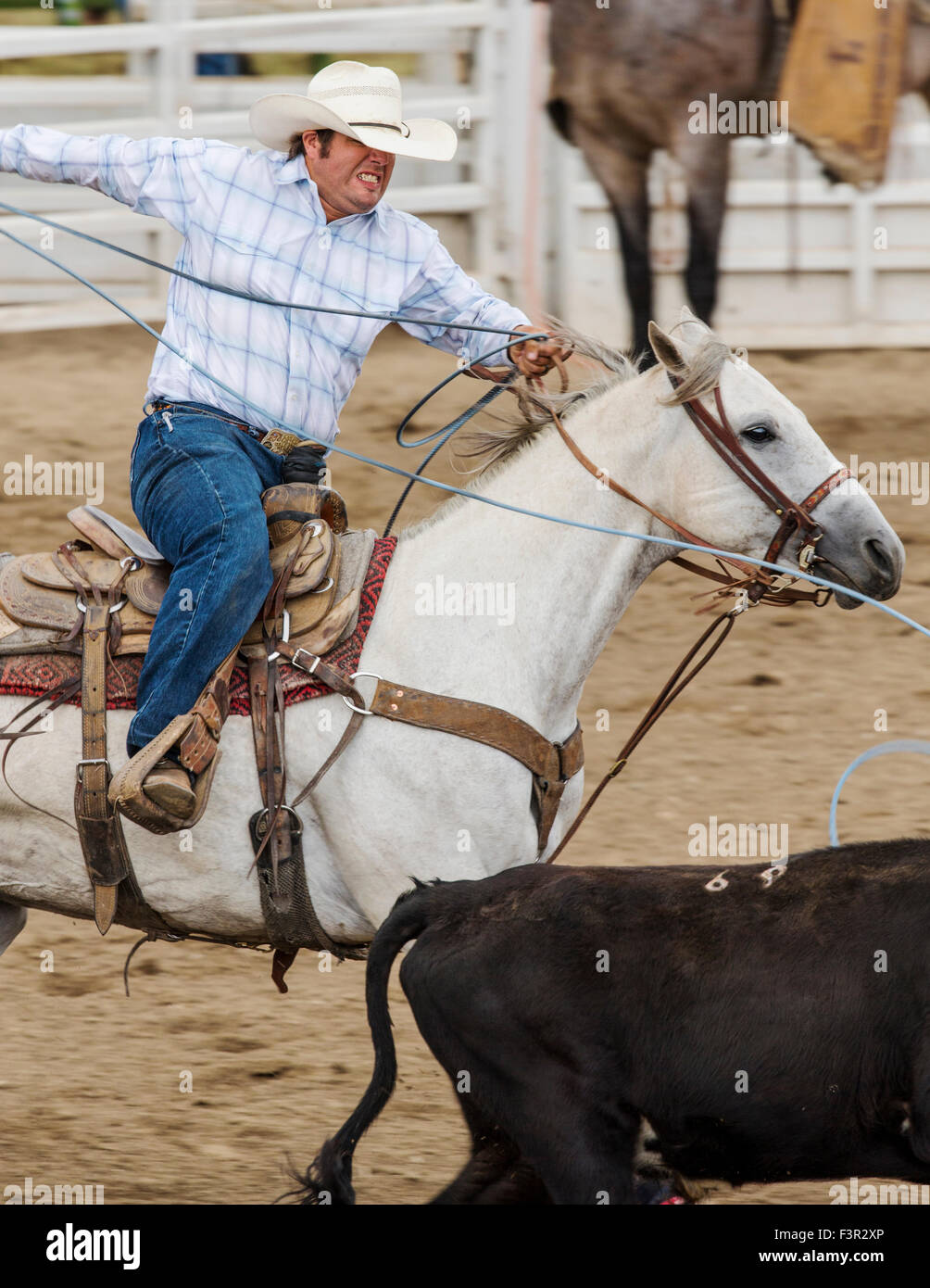 Rodeo cowboys on horseback competing in team roping event, Chaffee ...