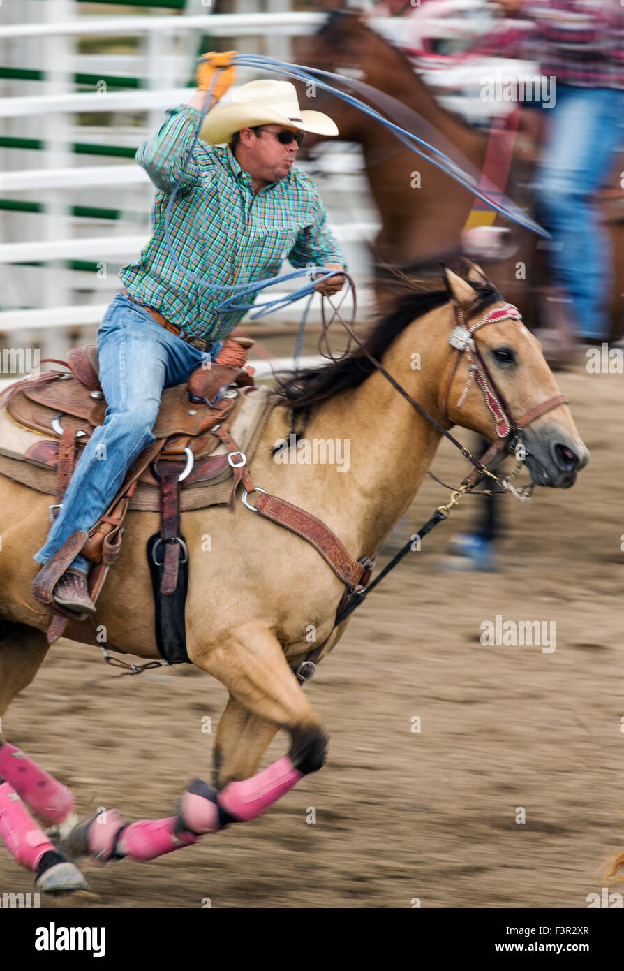 Rodeo cowboys on horseback competing in team roping event, Chaffee ...