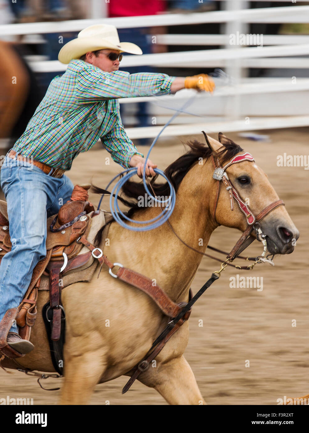 Rodeo cowboys on horseback competing in team roping event, Chaffee ...