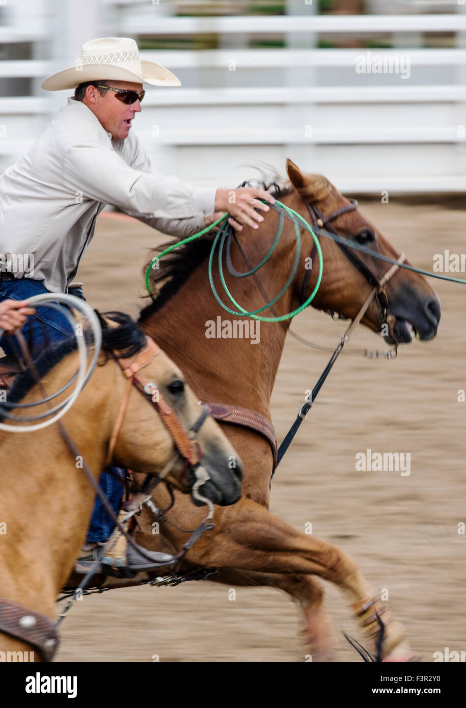 Rodeo cowboys on horseback competing in team roping event, Chaffee ...
