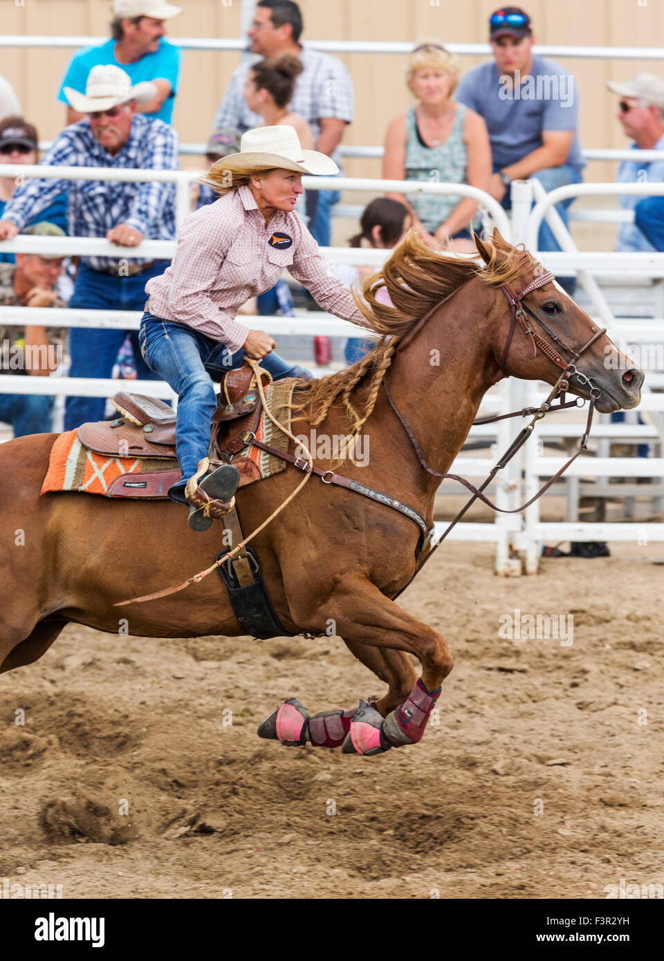Rodeo cowgirl on horseback competing in barrel racing event, Chaffee ...