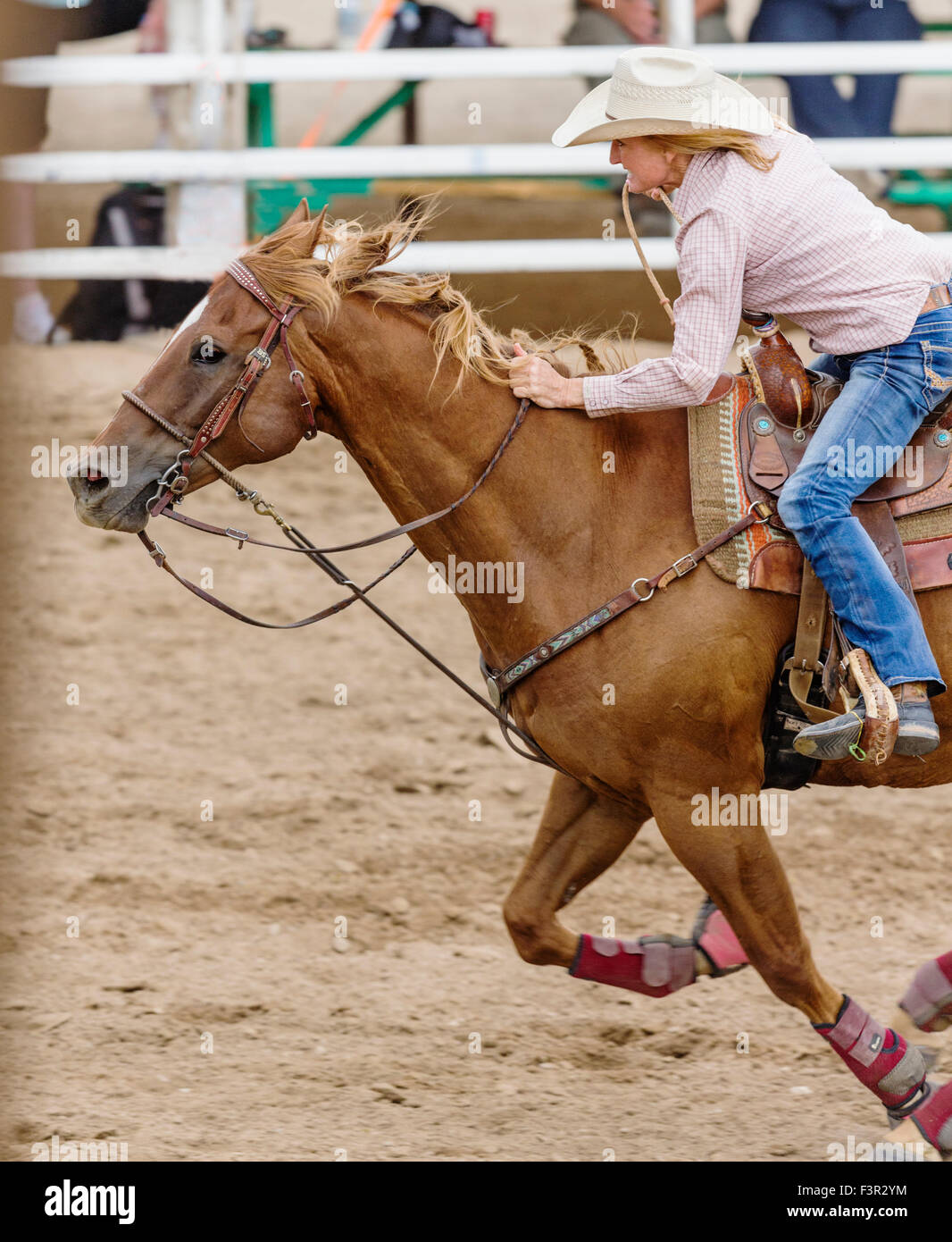 Rodeo cowgirl on horseback competing in barrel racing event, Chaffee ...